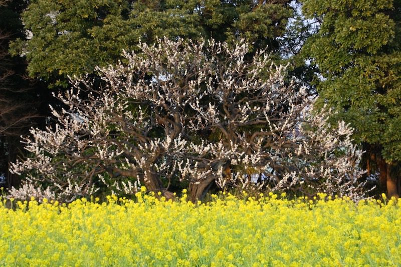 Où voir les pruniers en fleurs à Tokyo ? - Vivre à Tokyo