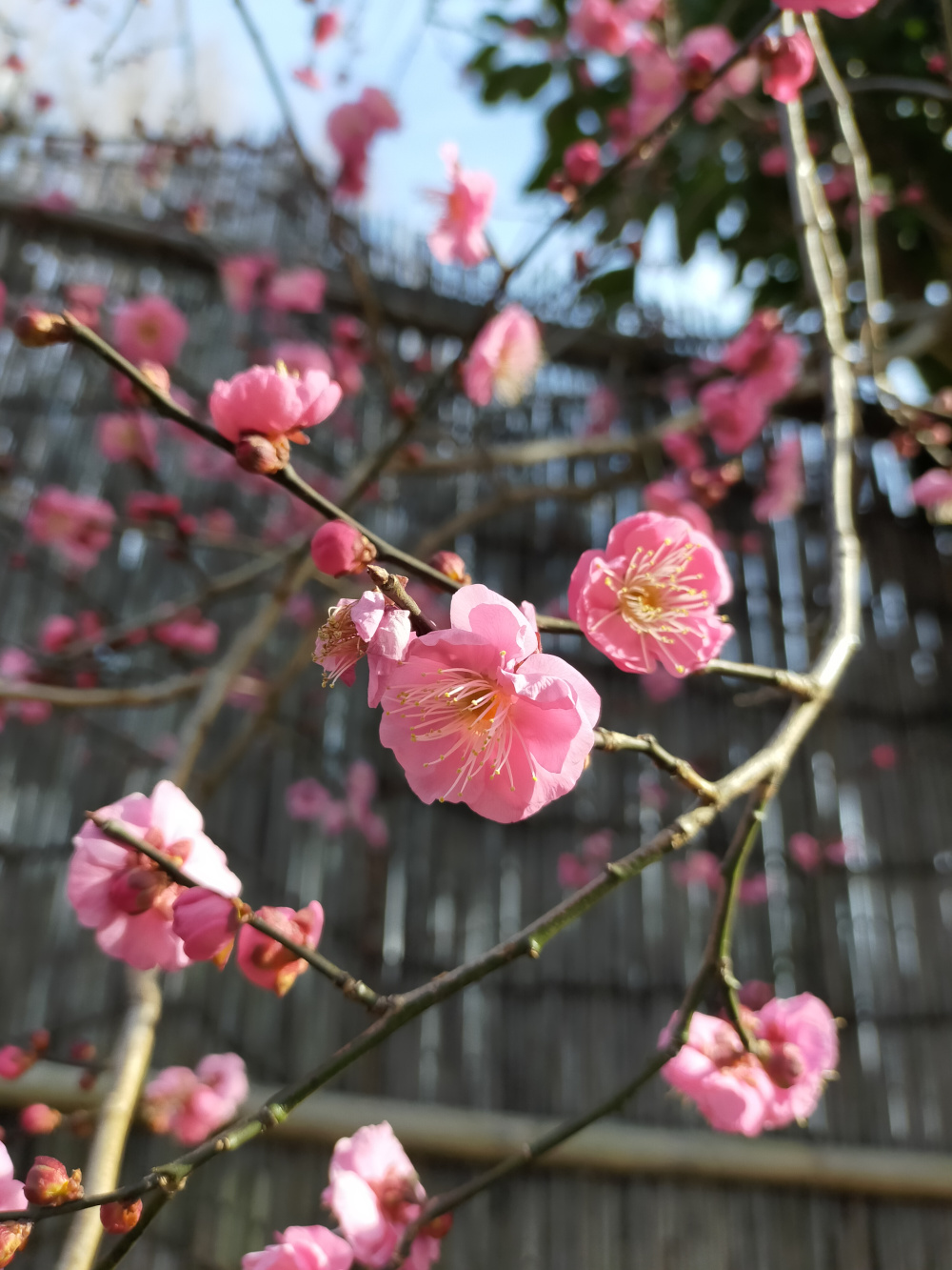 Admirer les pivoines d'hiver à Ueno - Vivre à Tokyo