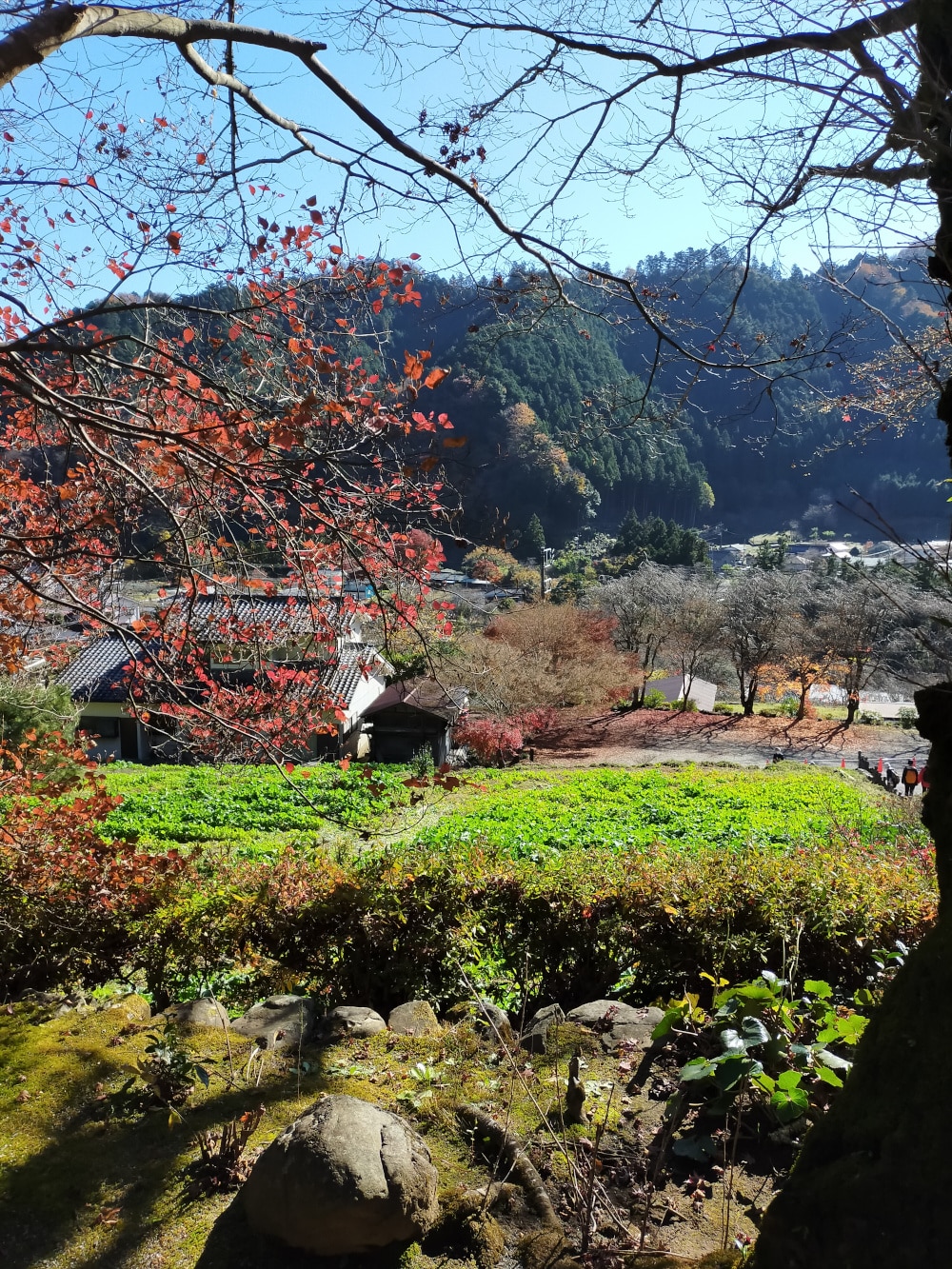 Akigawa Valley : admirer les belles couleurs de l'automne ! - Vivre à Tokyo